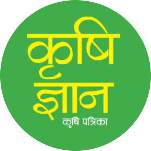 Magh 2081 - Nepali Patro - Nepali Calendar - नेपाली पात्रो